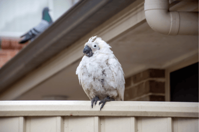 PBFD Prevention 101: All You Need to Know to Keep Your Parrot Safe [eBook]